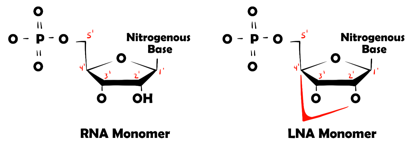 Locked Nucleic Acids | KCAS Bio